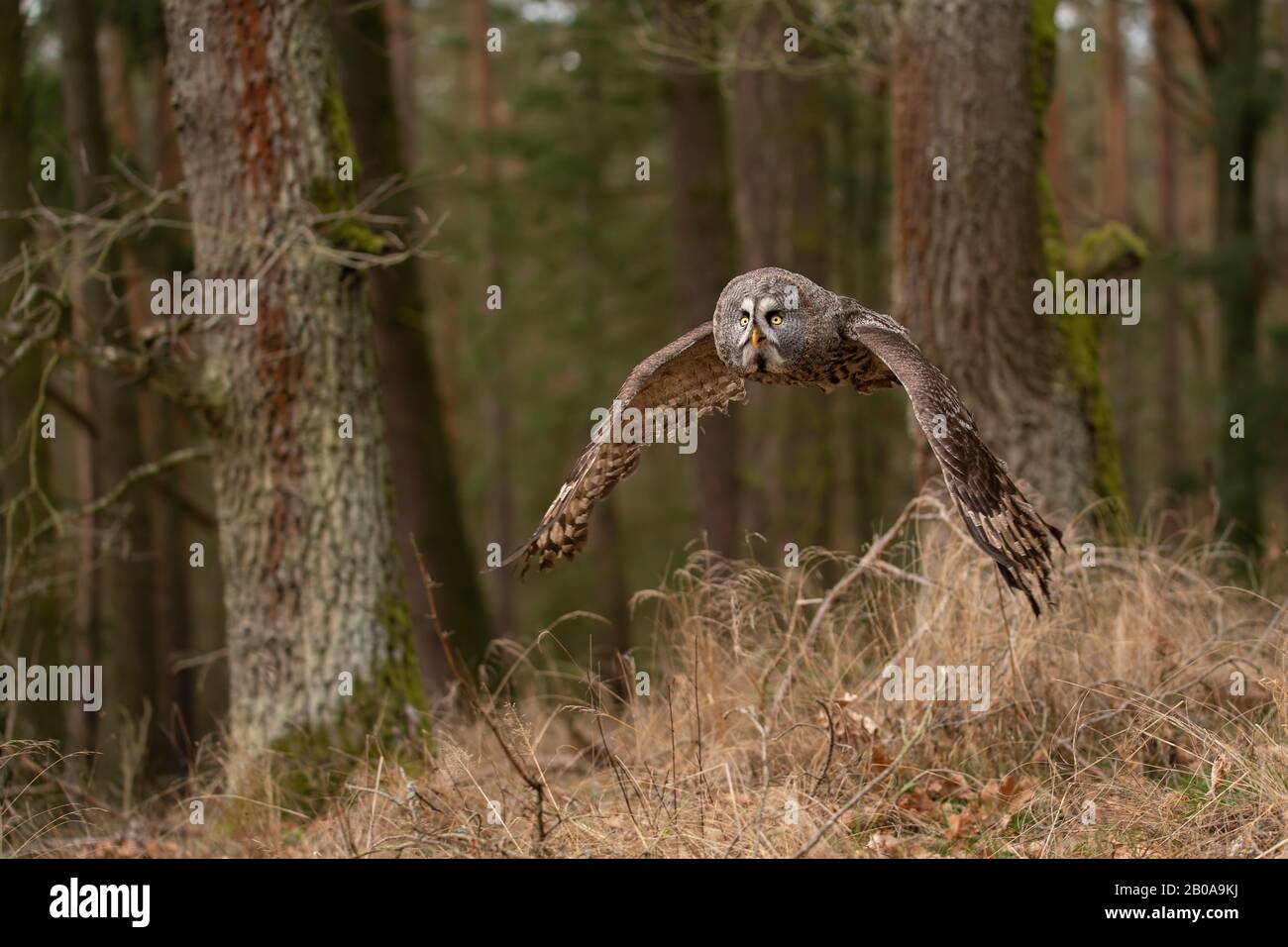 Great grey owl hunting in the forest. Flying owl Stock Photo - Alamy