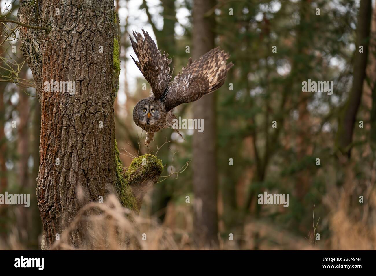 Pounce position hi-res stock photography and images - Alamy