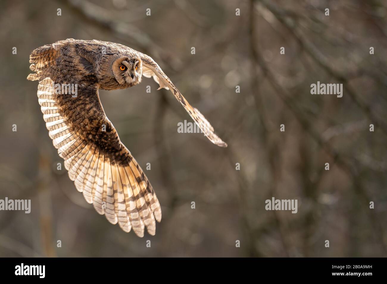 Long-eared owl from closeup view in the fly with background light in a ...
