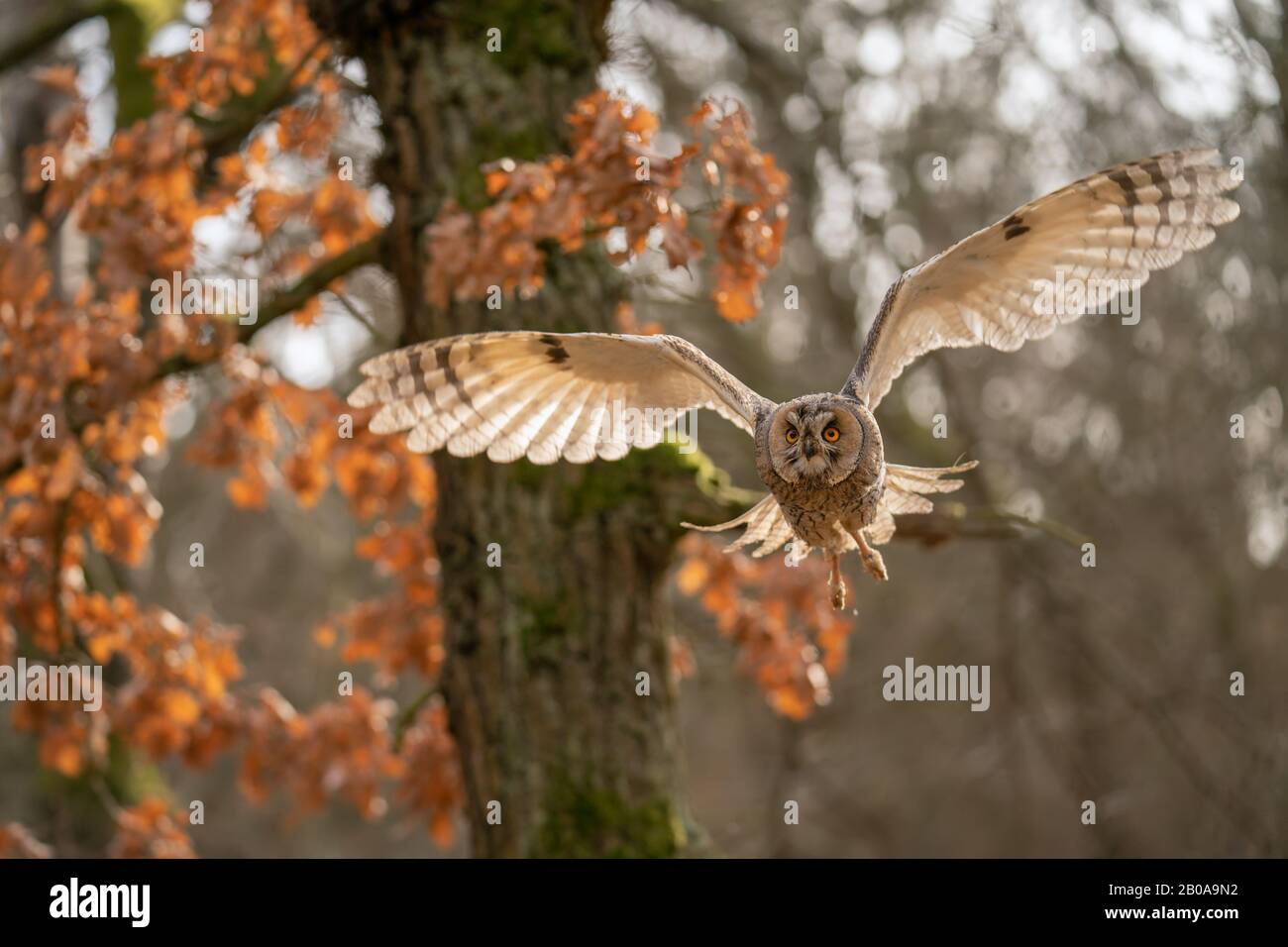 Long-eared owl flying with the trees in background. Asio otus Stock ...