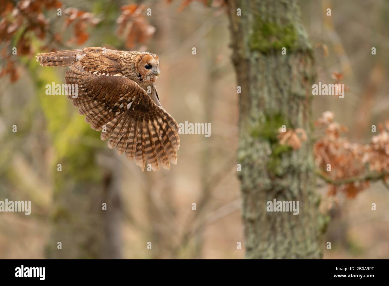 Tawny Owl Flying Prey High Resolution Stock Photography and Images - Alamy