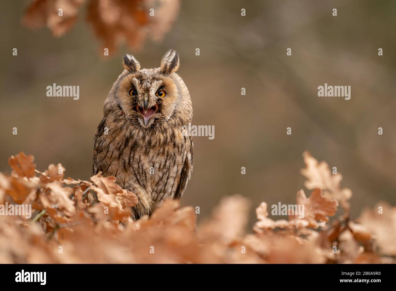 Wing expression hi-res stock photography and images - Alamy