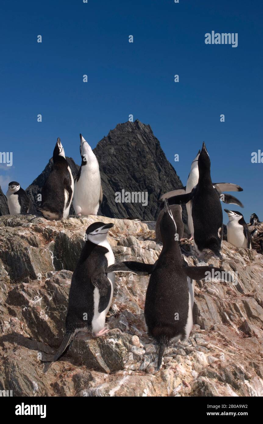 ANTARCTICA, ELEPHANT ISLAND, POINT WILDE, PLACE WHERE SHACKLETON'S MEN ...