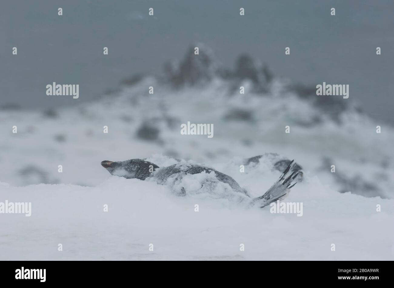 ANTARCTICA, SOUTH SHETLAND ISLANDS, KING GEORGE ISLAND, TURRET POINT ...
