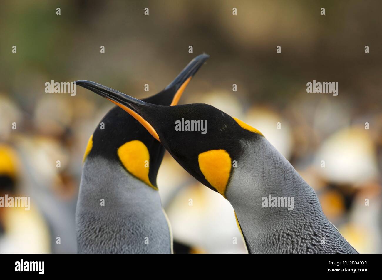 SOUTH GEORGIA ISLAND, GOLD HARBOUR, KING PENGUIN COLONY , KING PENGUIN ...