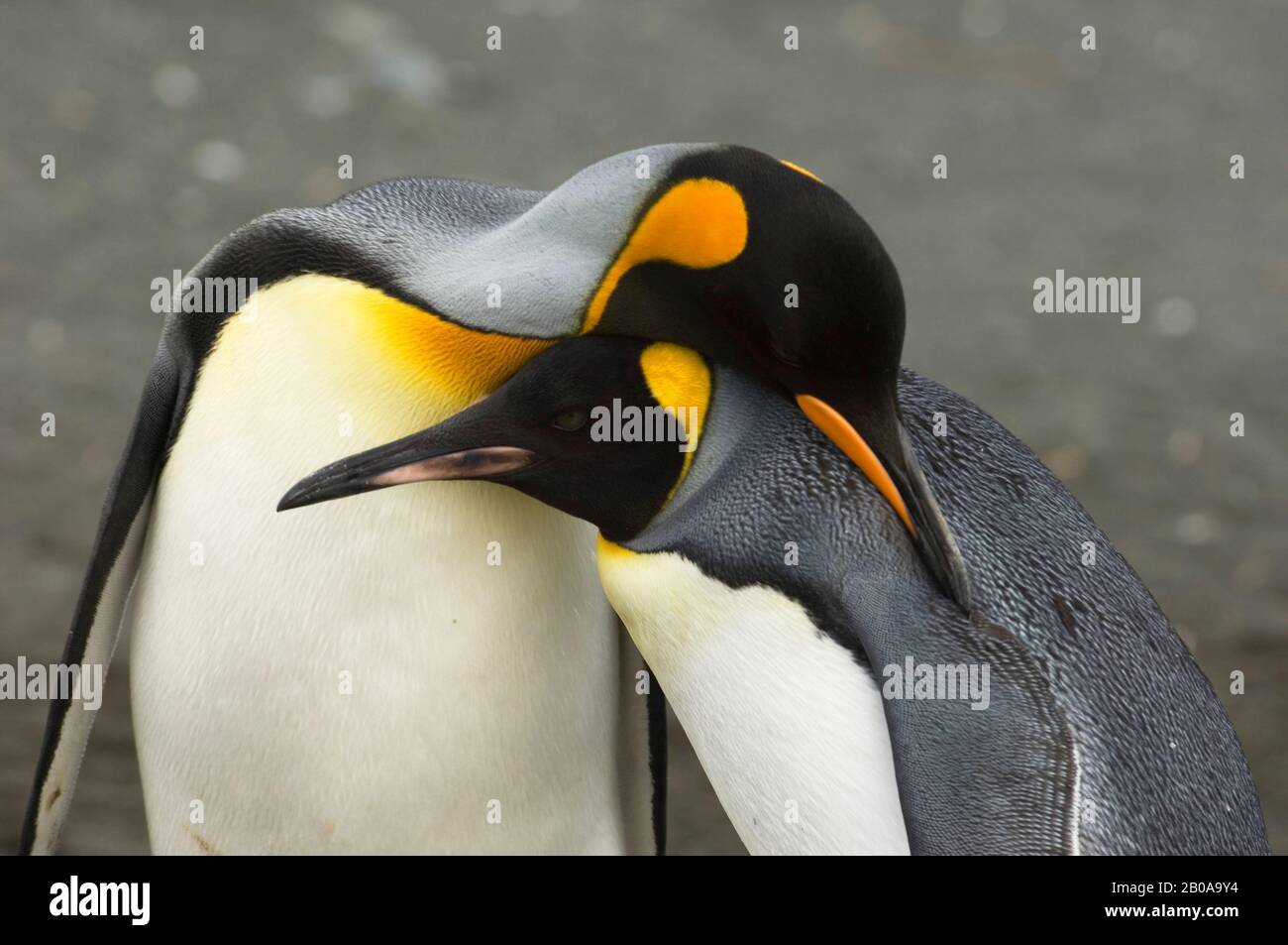 Penguin couple hi-res stock photography and images - Alamy