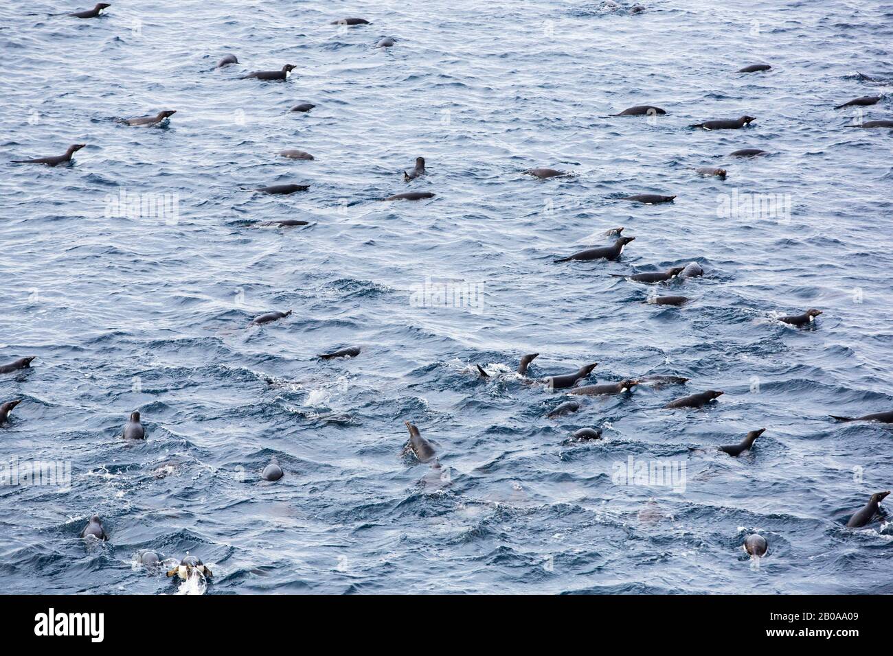 Adelie Penguin swimming off Beagle Island, one of the Danger Islands ...