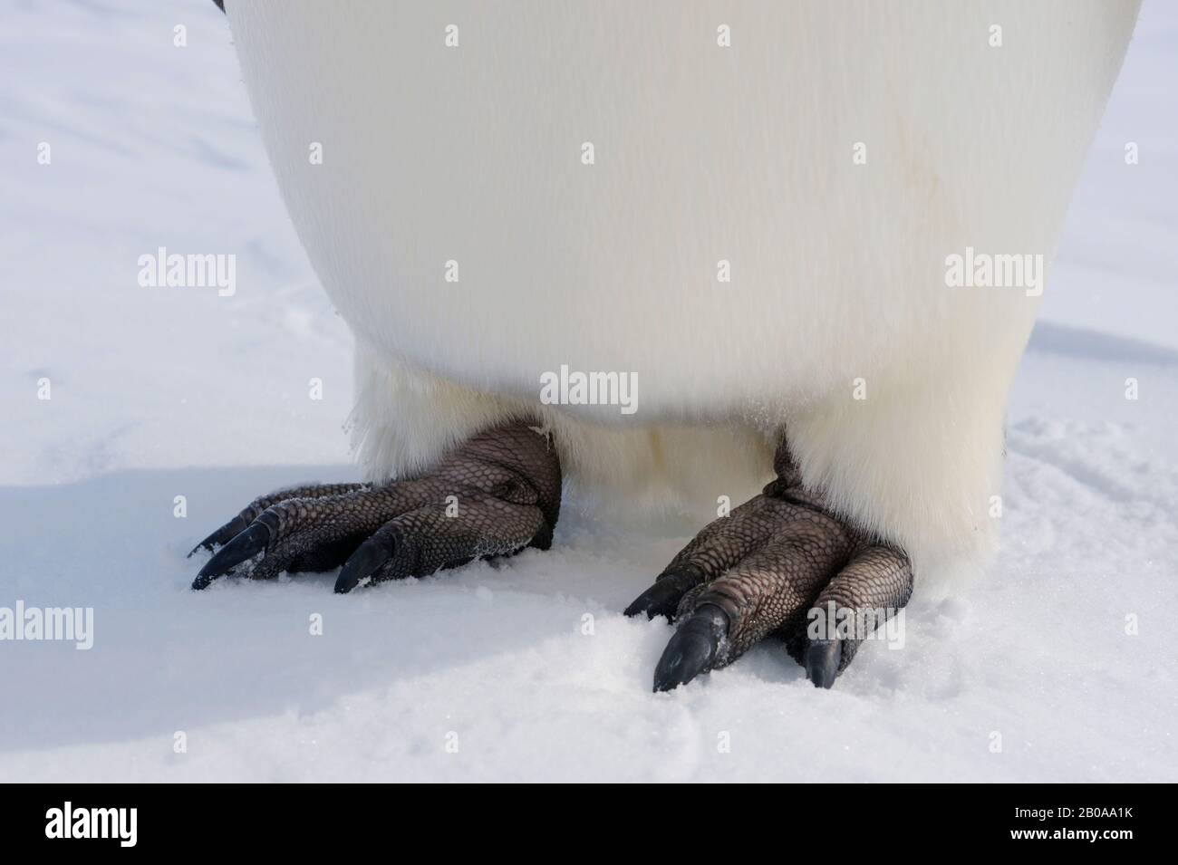 Penguin feet emperor hi-res stock photography and images - Alamy