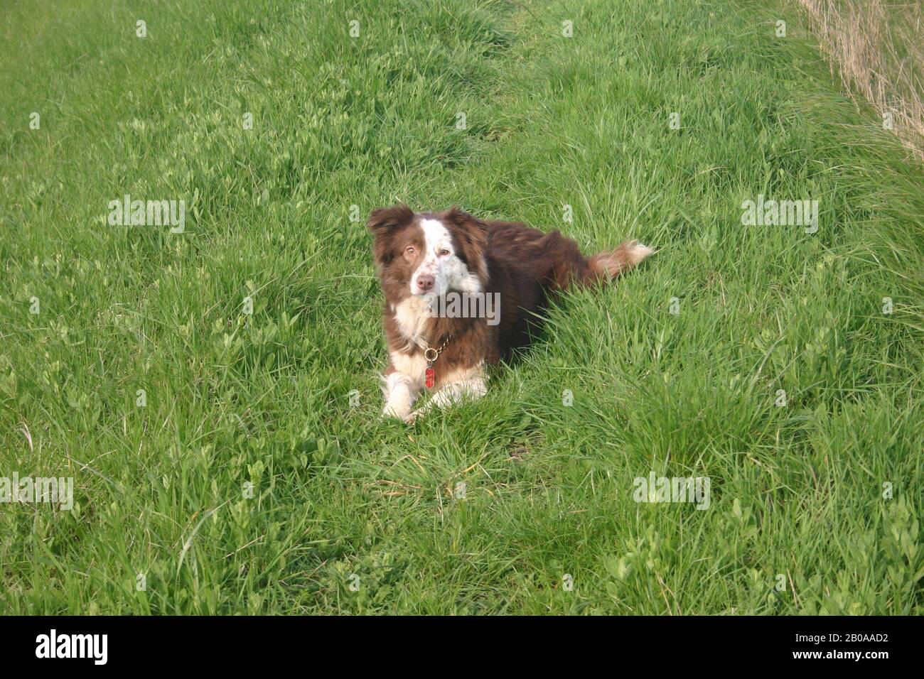 Working collie hi-res stock photography and images - Alamy