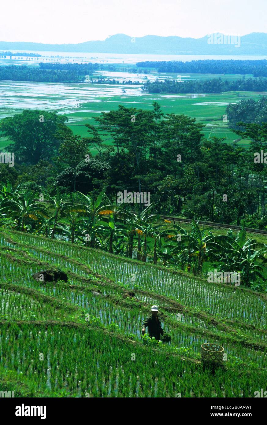 Asian farmer working in rice fields hi-res stock photography and images ...