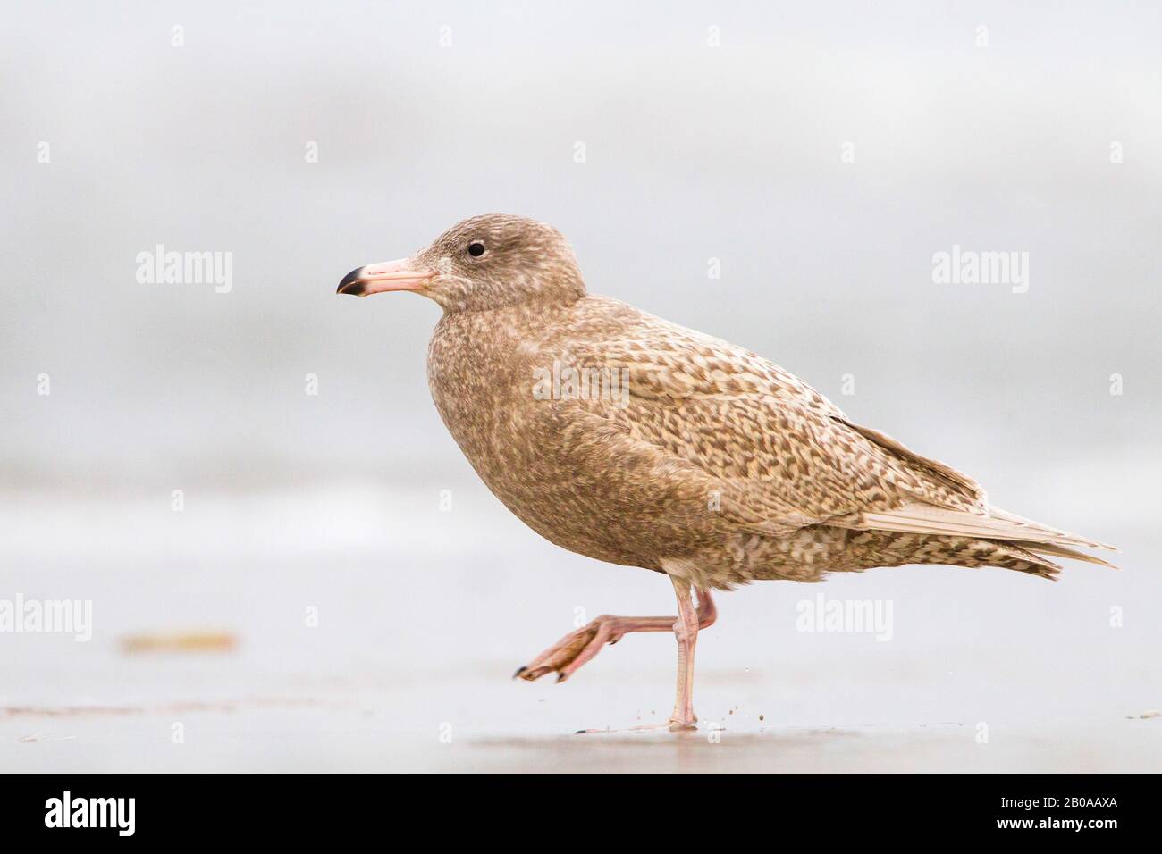 glaucous gull (Larus hyperboreus), on the North Sea beach, Netherlands ...