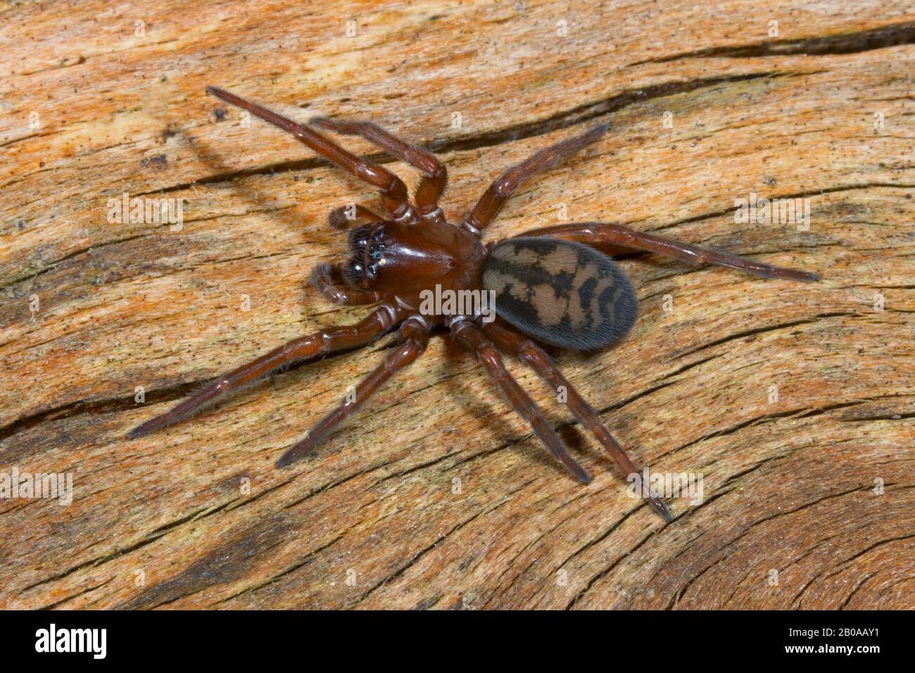 Claustrarius hi-res stock photography and images - Alamy