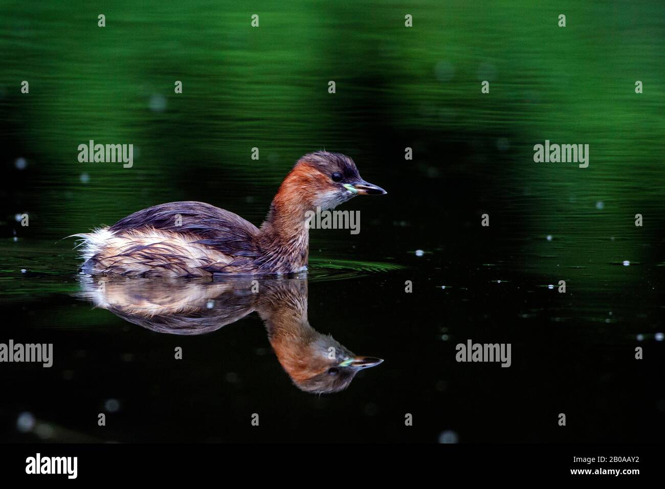 little grebe (Podiceps ruficollis, Tachybaptus ruficollis), swimming ...