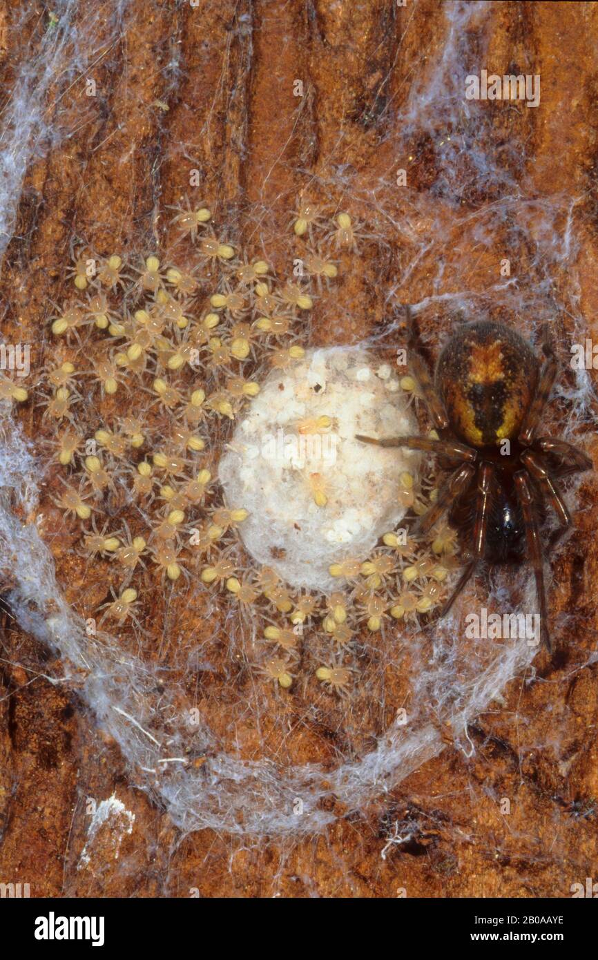 Lace weaver spider, lace-webbed spider, window lace weaver, House ...