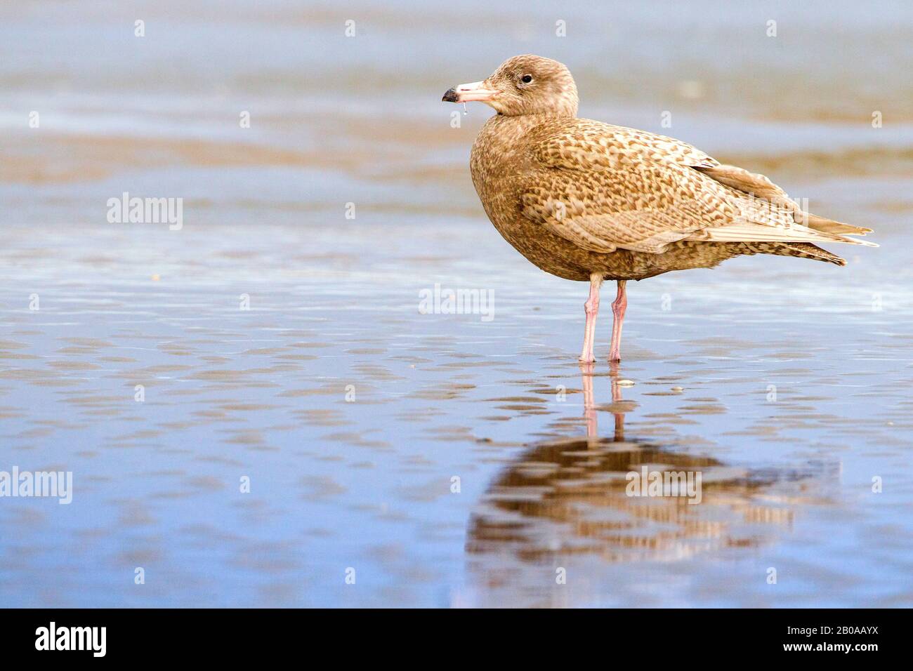 glaucous gull (Larus hyperboreus), stands on the beach, Netherlands ...