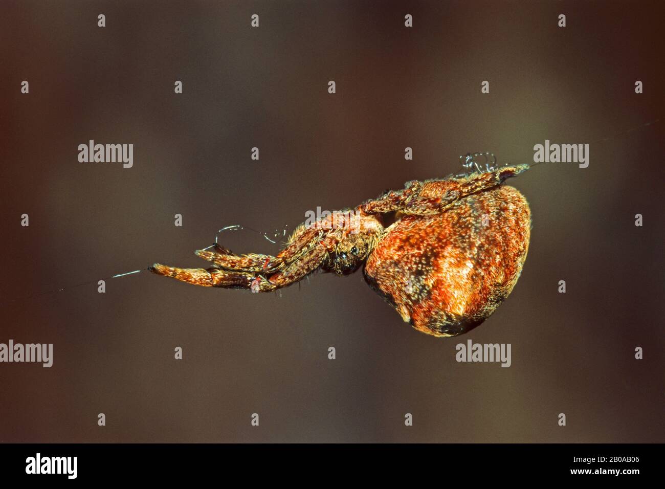 European triangle spider, triangle weaver (Hyptiotes paradoxus), hangs ...