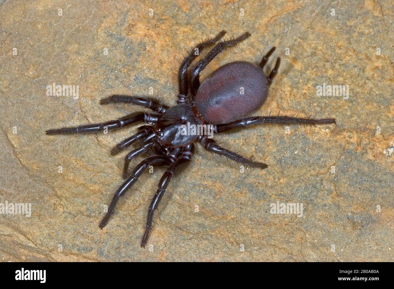 Mygalomorph spider hi-res stock photography and images - Alamy