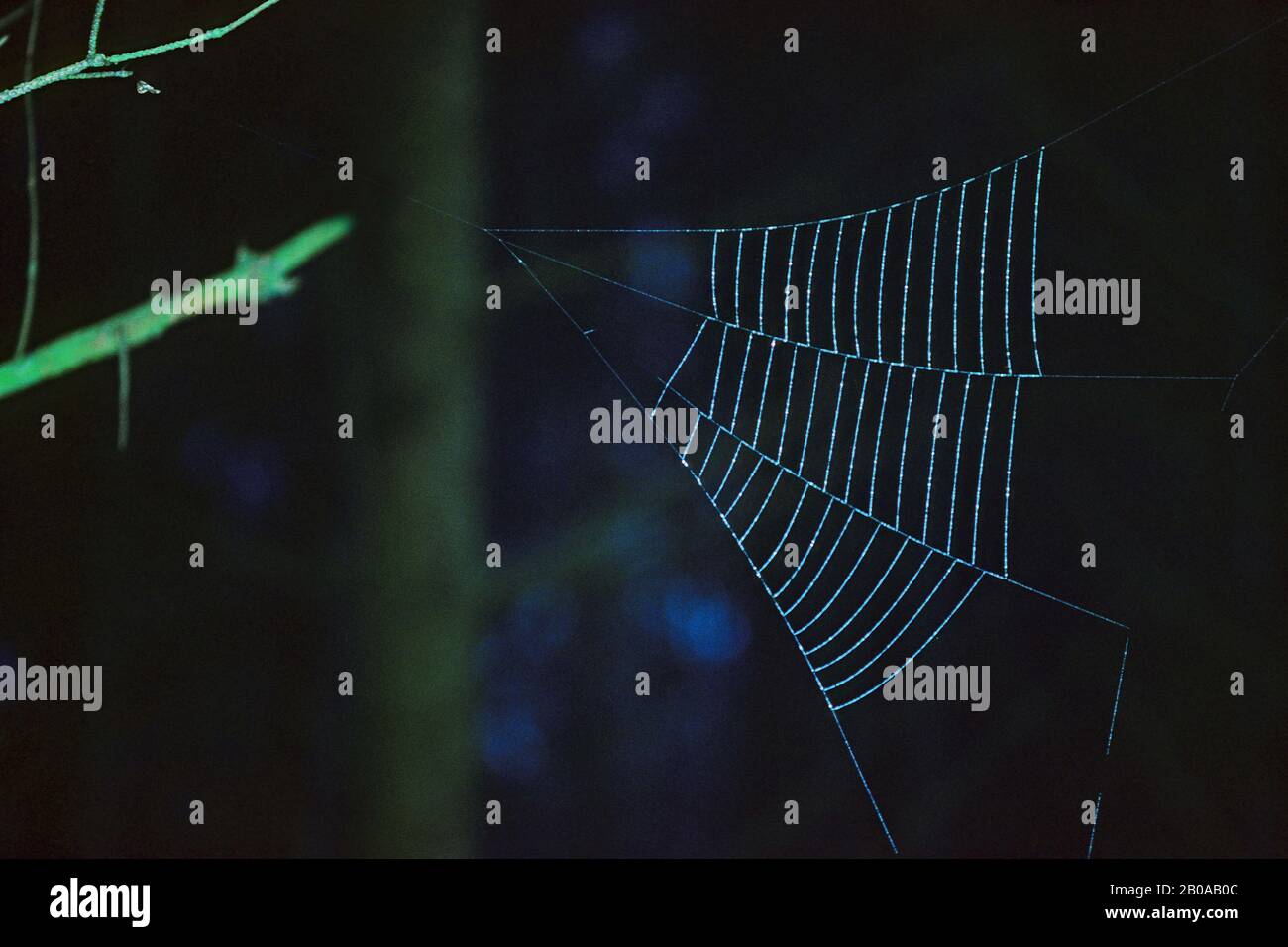 European triangle spider, triangle weaver (Hyptiotes paradoxus ...