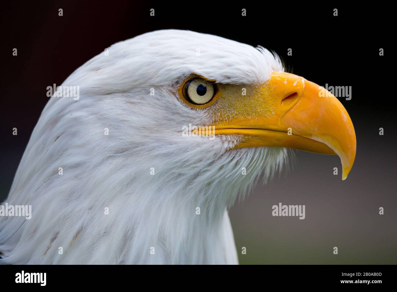 Bad eagle hi-res stock photography and images - Alamy