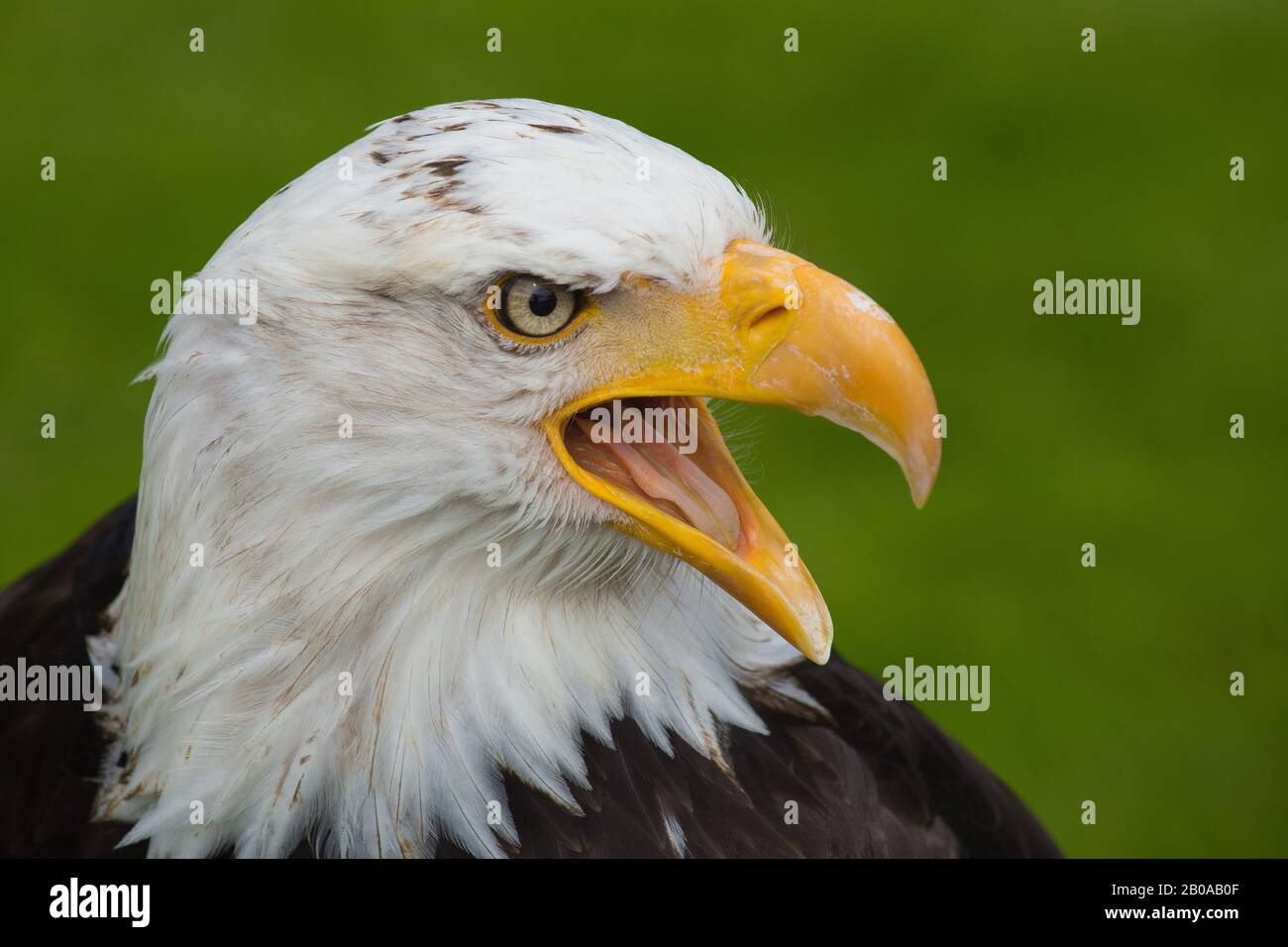Angry bald eagle haliaeetus leucocephalus hi-res stock photography and ...