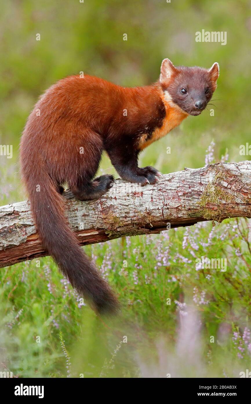 European pine marten (Martes martes), female standing on a dead branch ...