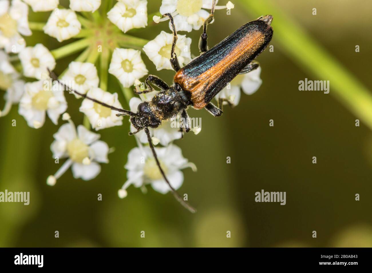 Pollen feeding beetles hi-res stock photography and images - Alamy