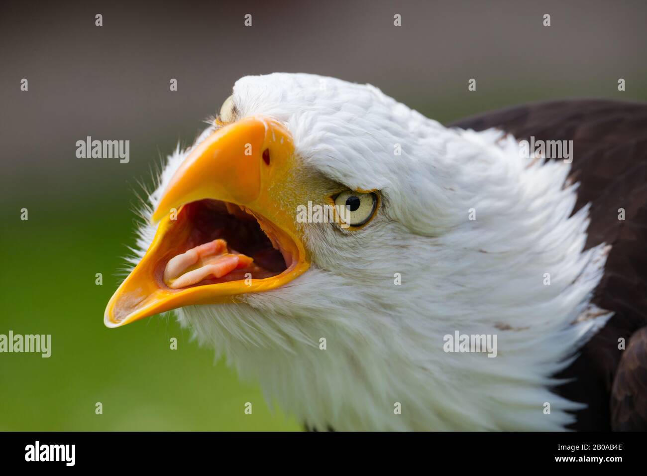 Angry bald eagle haliaeetus leucocephalus hi-res stock photography and ...