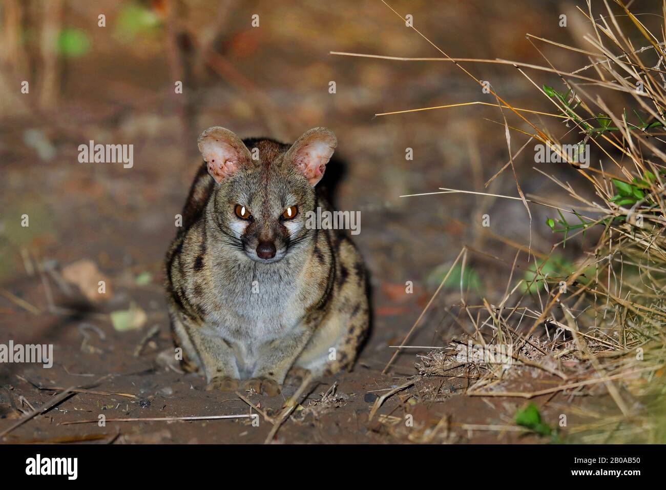 Large spotted genet hi-res stock photography and images - Alamy