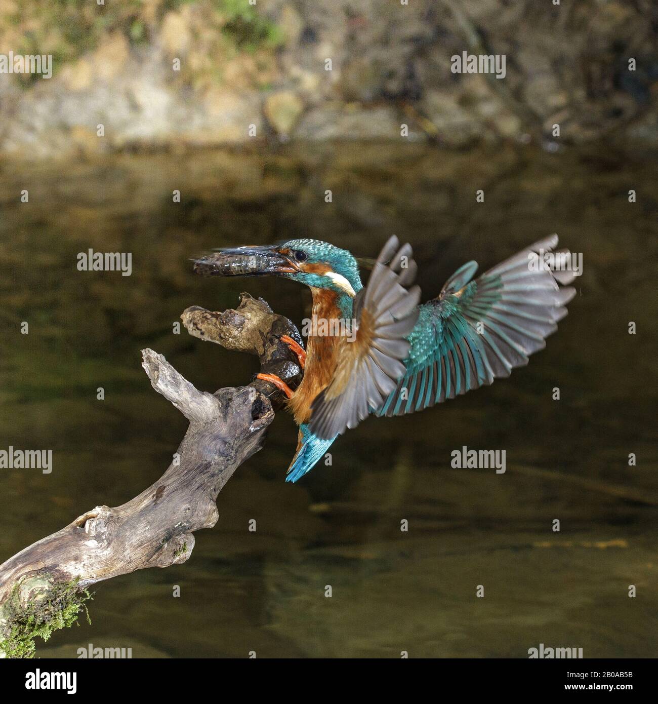 Fly Fish High Resolution Stock Photography and Images - Alamy