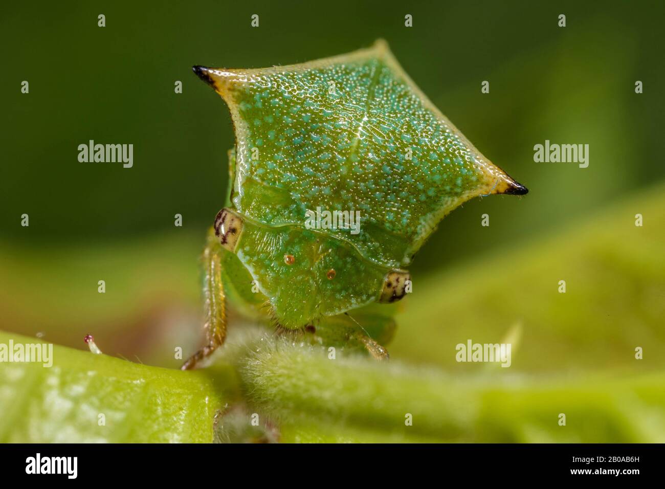 Buffalo treehopper (Stictocephala bisonia, Ceresa bisonia), portrait, front view, Germany Stock ...