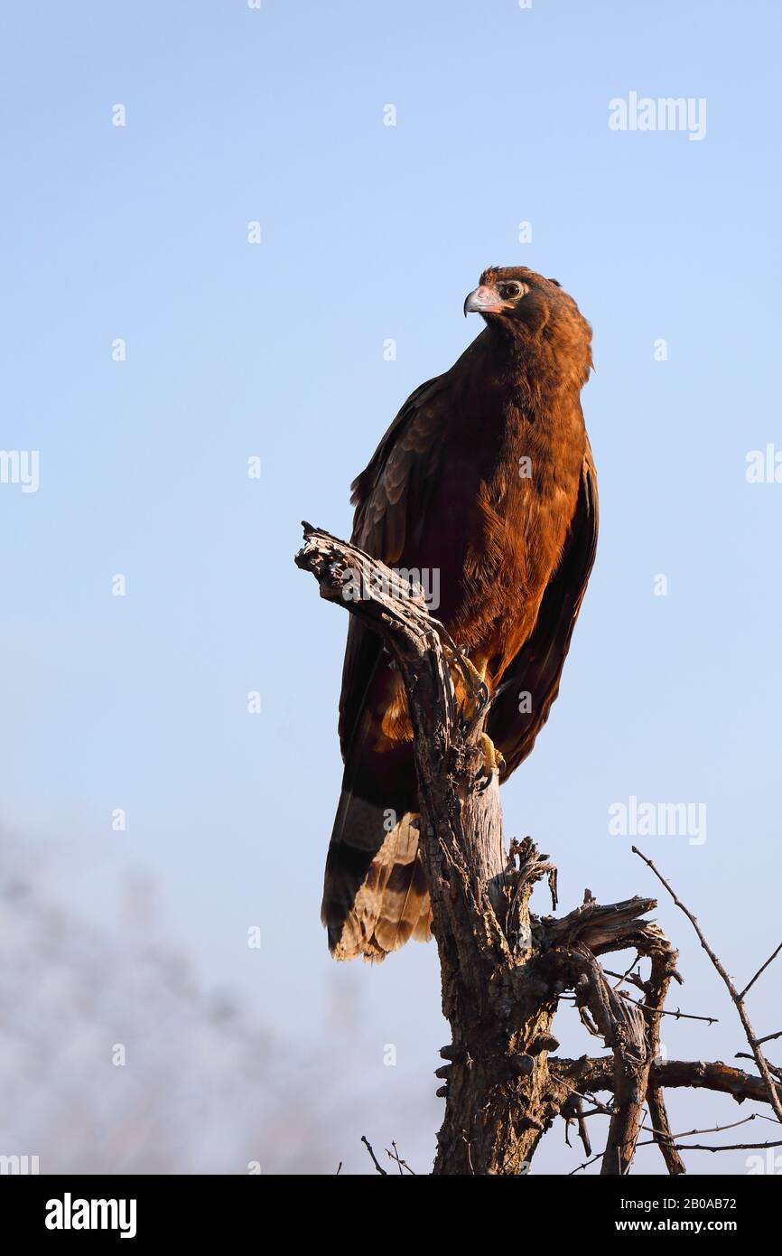 African harrier hawk (Polyboroides typus), juvenile plumage, perches on ...