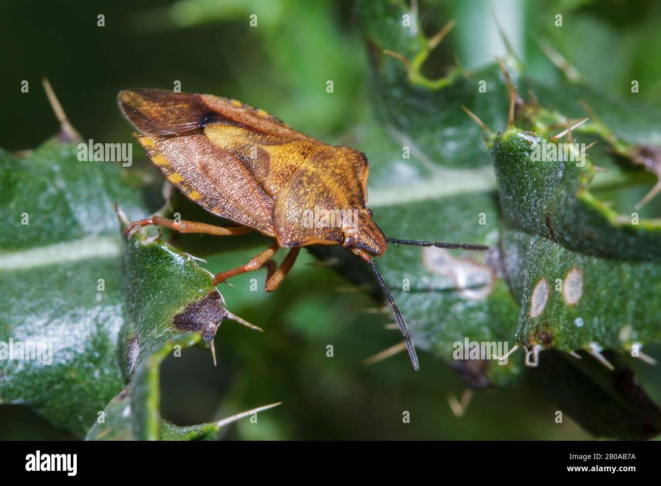 Black shouldered shield bug hi-res stock photography and images - Alamy