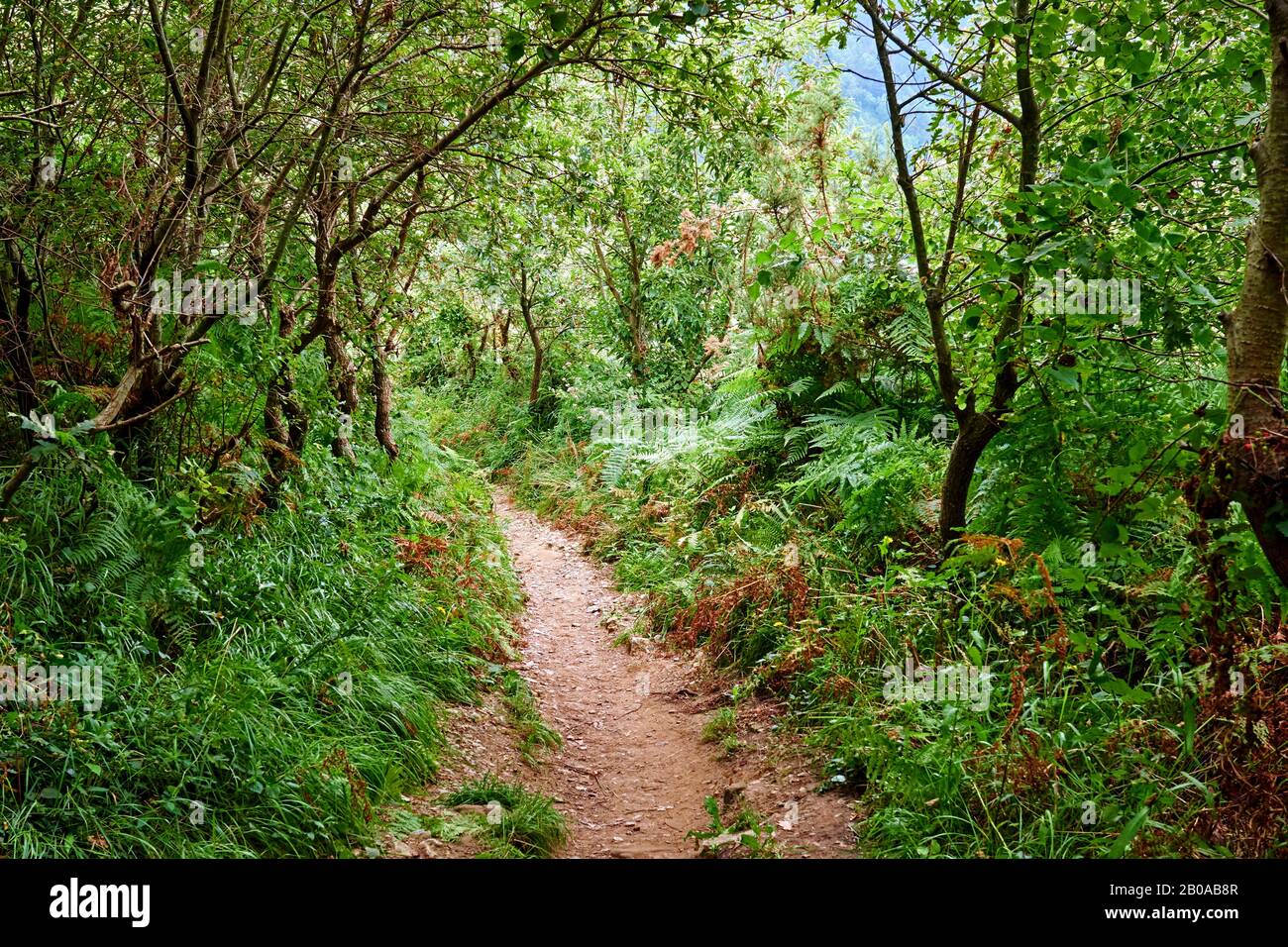 forest path, Way of St. James, Spain, Basque country, Donostia San ...
