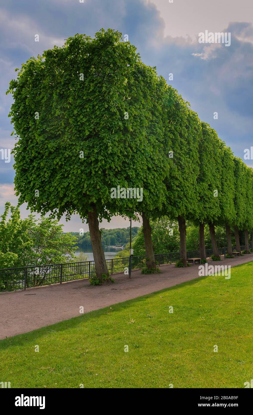 basswood, linden, lime tree (Tilia spec.), box-shaped lime trees in ...