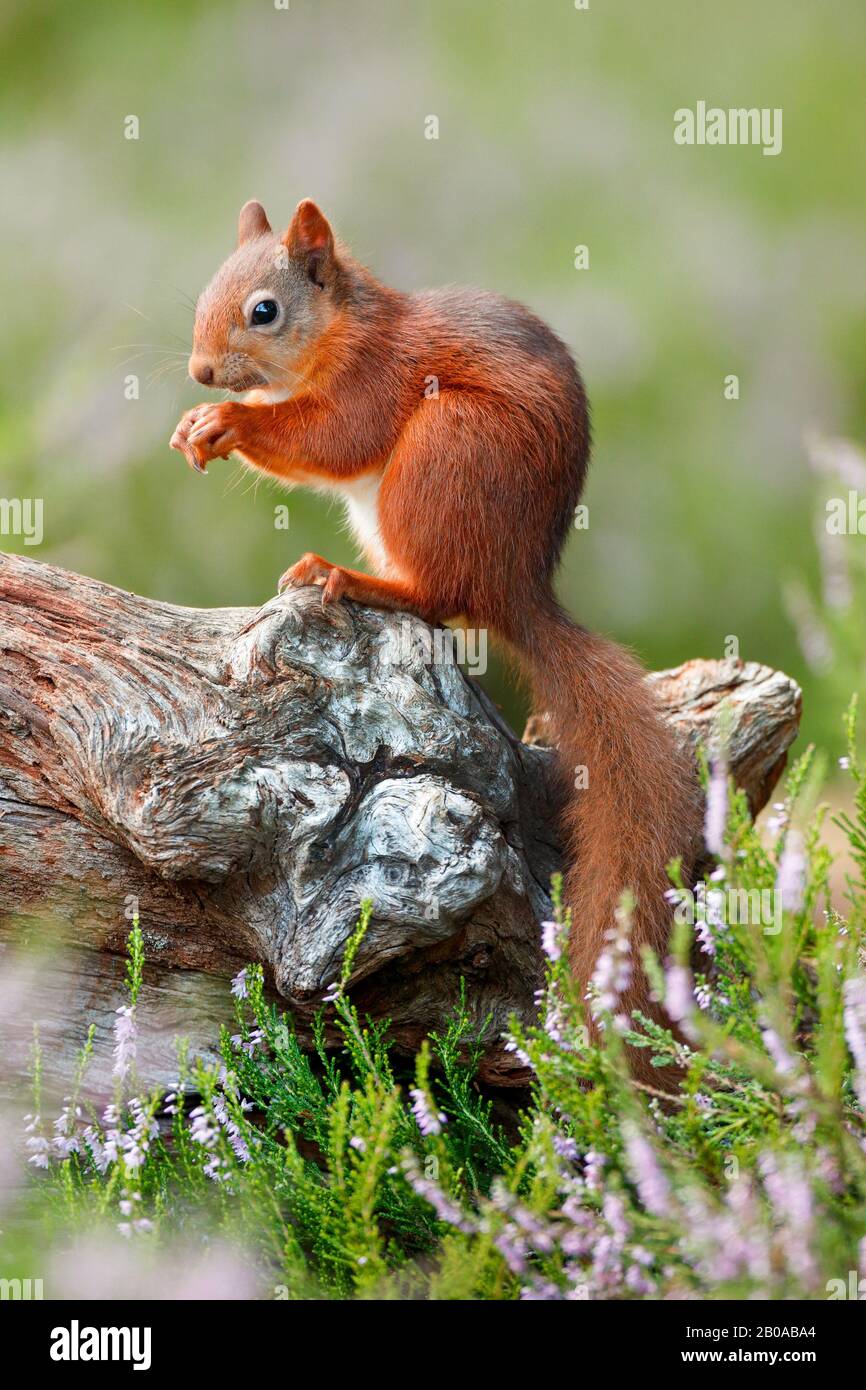 European red squirrel, Eurasian red squirrel (Sciurus vulgaris), sits ...