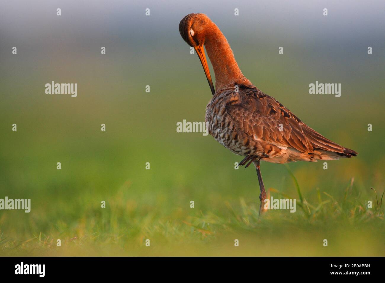 Black and light coloration hi-res stock photography and images - Alamy