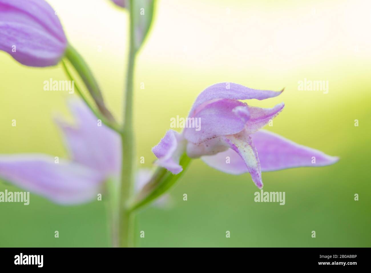 Red helleborine (Cephalanthera rubra), flower, Germany, Bavaria Stock ...