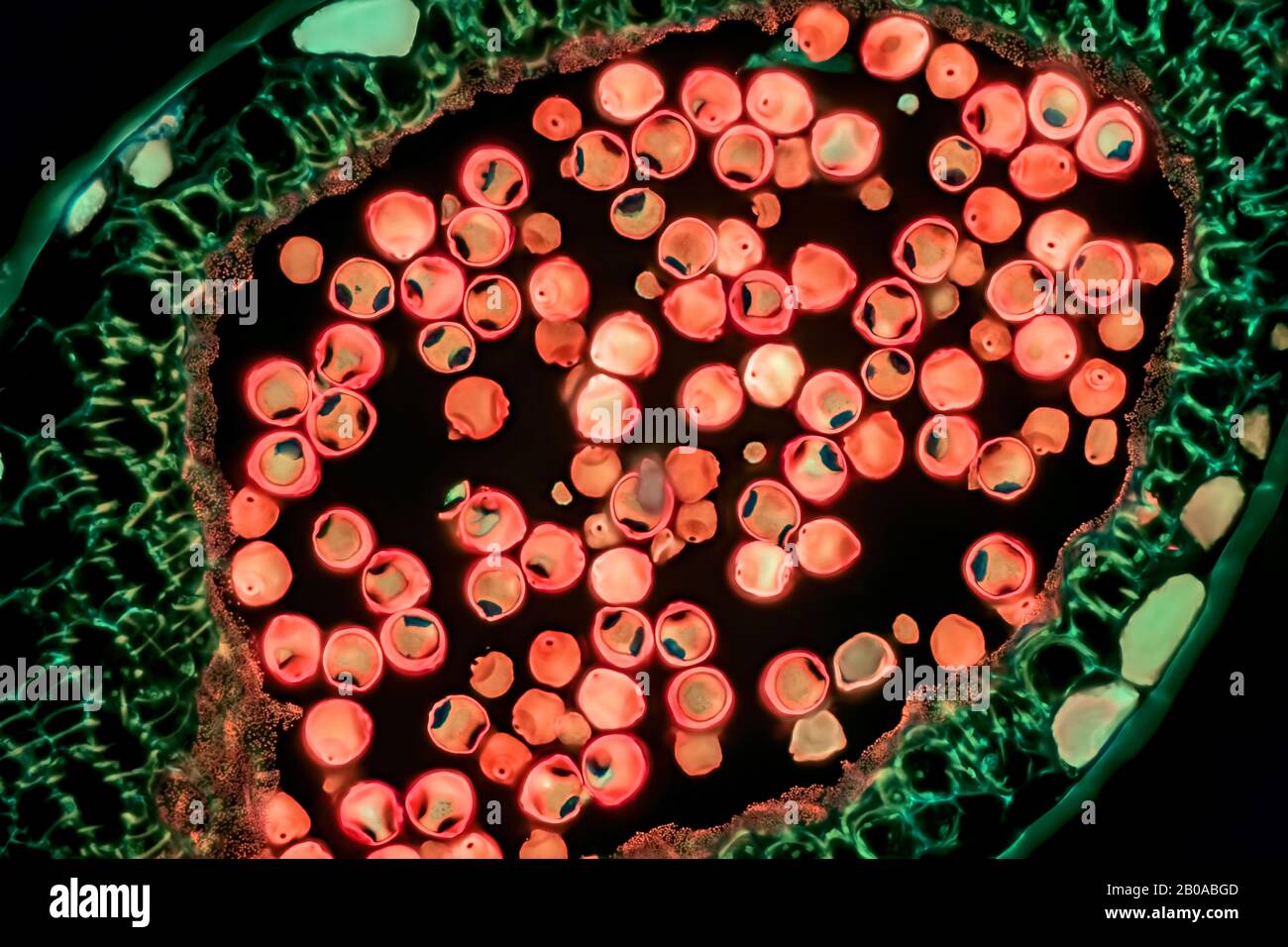 Pollen grains hi-res stock photography and images - Alamy