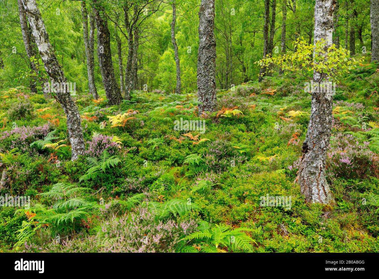 Berry forest hi-res stock photography and images - Alamy