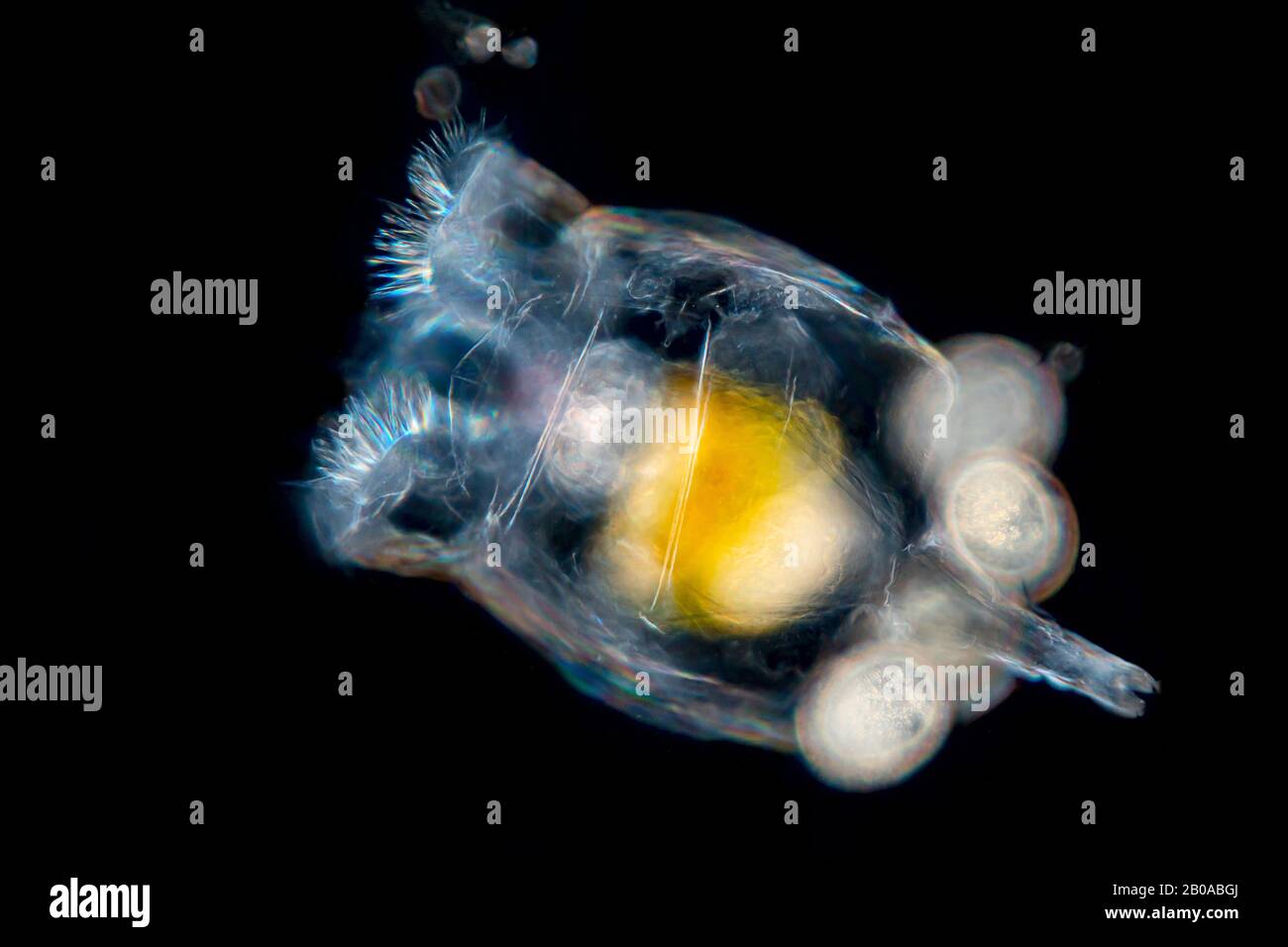 Rotifer eggs hi-res stock photography and images - Alamy