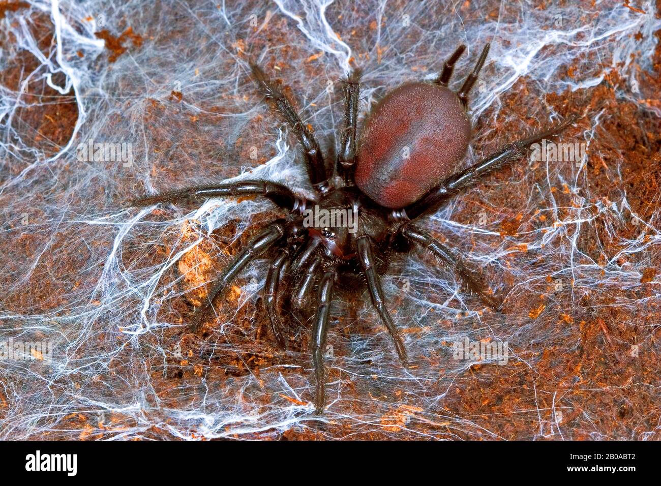 mygalomorph spider (Macrothele calpeiana), in its web Stock Photo - Alamy