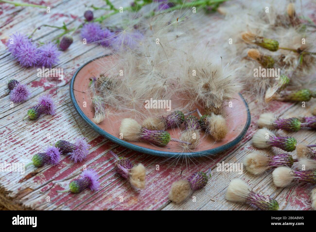 Canada thistle, creeping thistle (Cirsium arvense), fruits with pappus ...