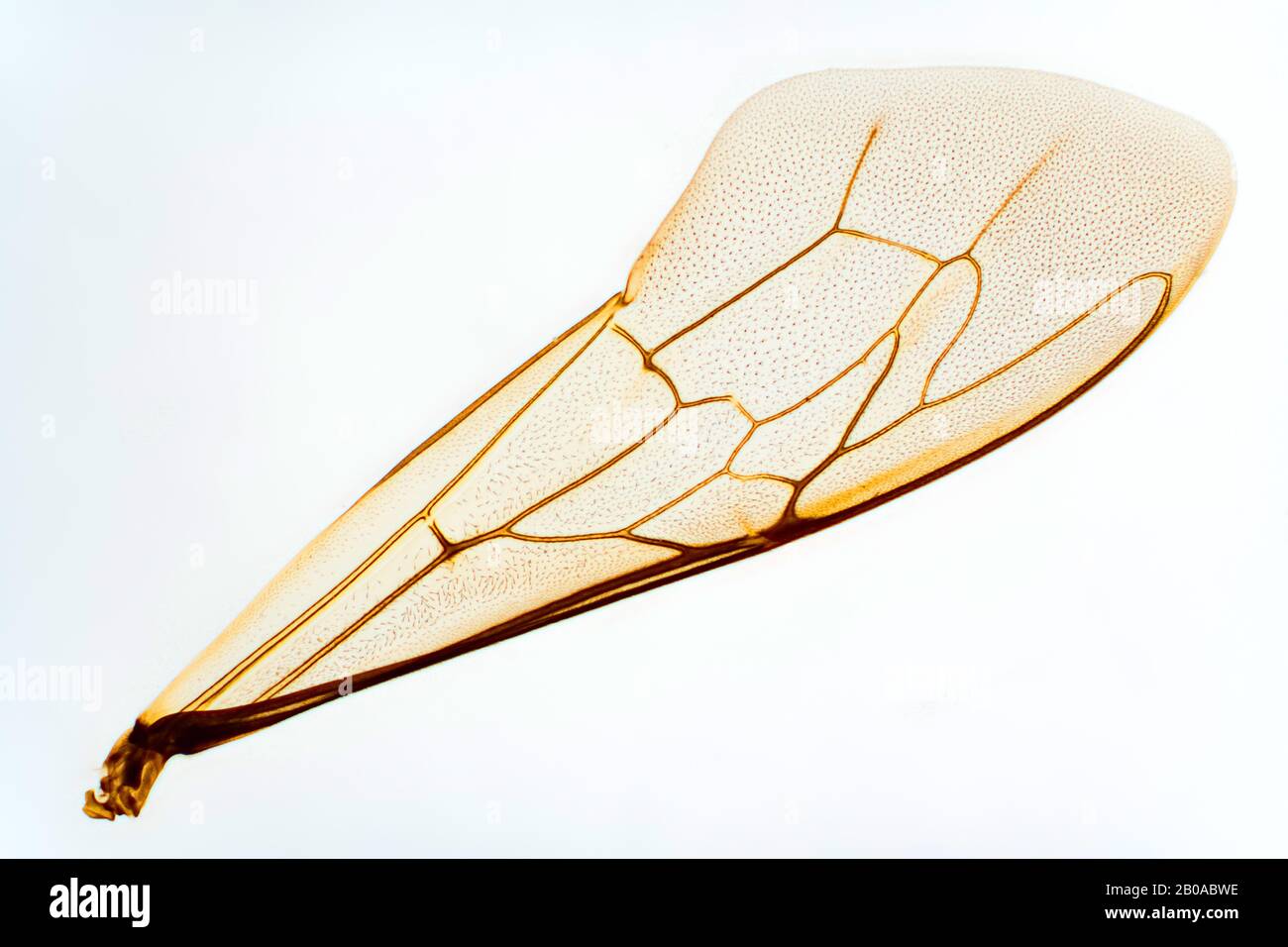 House fly (Musca domestica), wing of a house fly, microscope photo ...