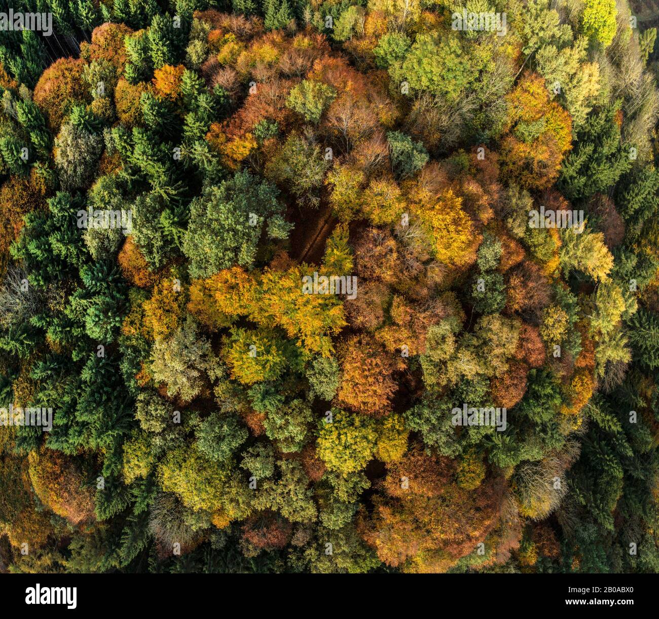 aerial view of autumn forest Ampertal, Germany, Bavaria, Oberbayern ...