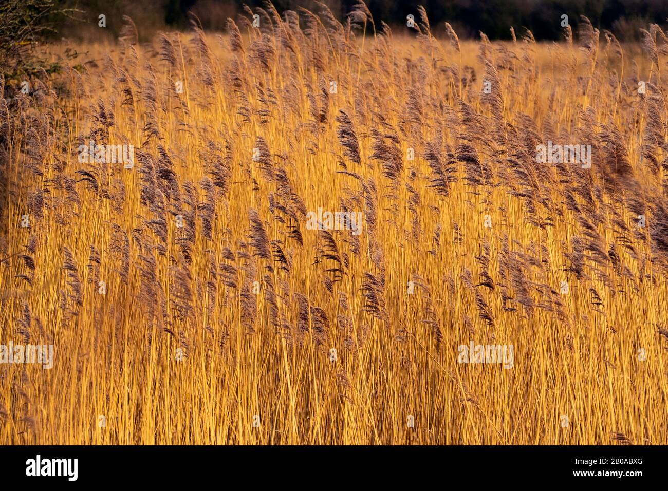 Golden Phragmites reeds in a reed bed at Far Ings Nature Reserve, North ...