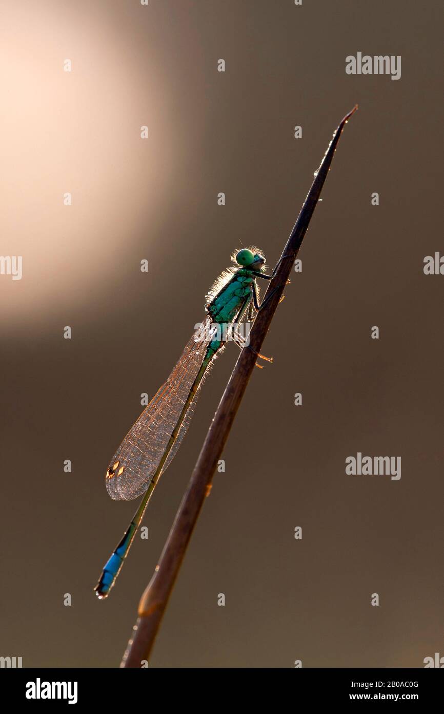 Photograph of common ischnura hi-res stock photography and images - Alamy