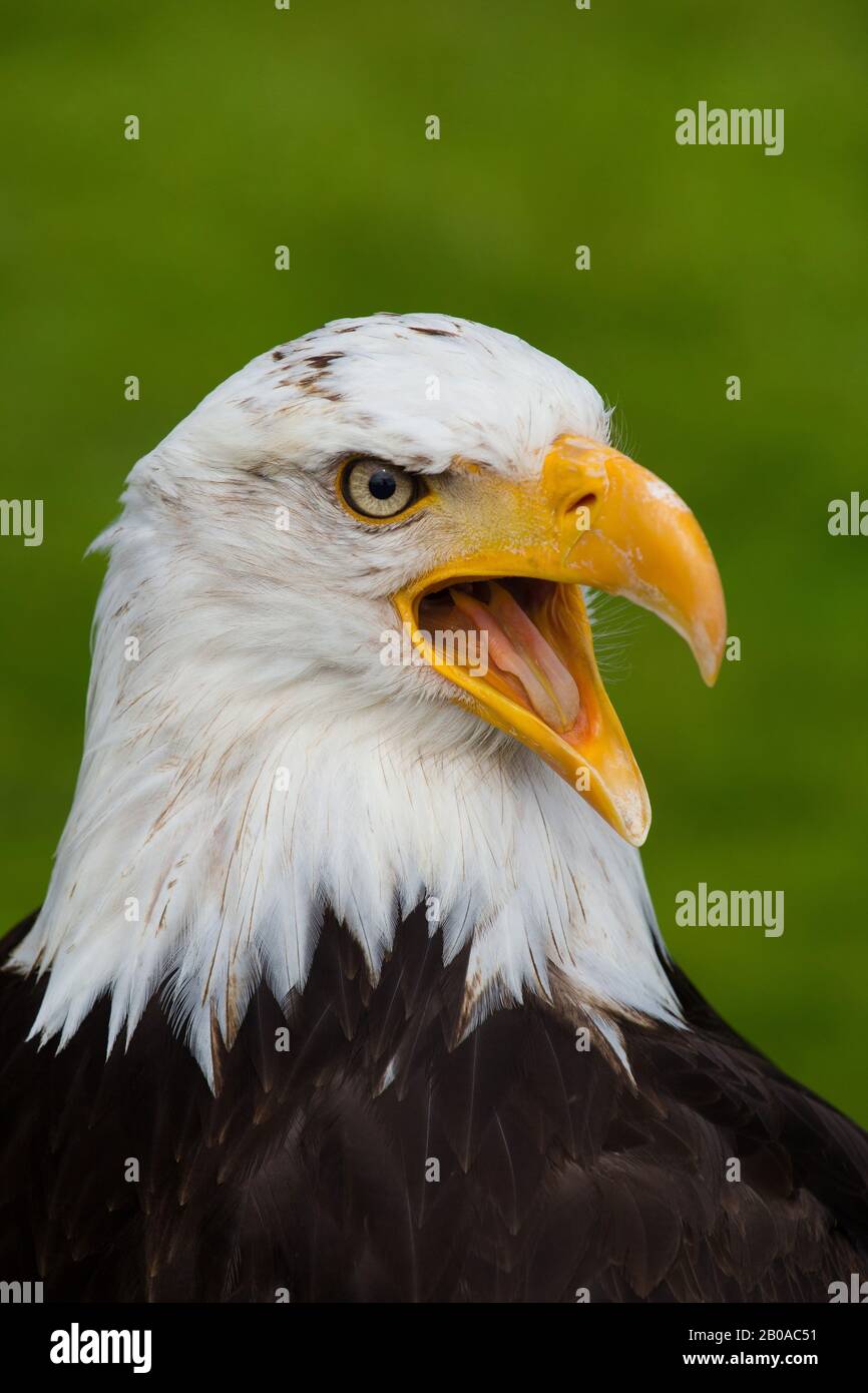 Angry bald eagle haliaeetus leucocephalus hi-res stock photography and ...