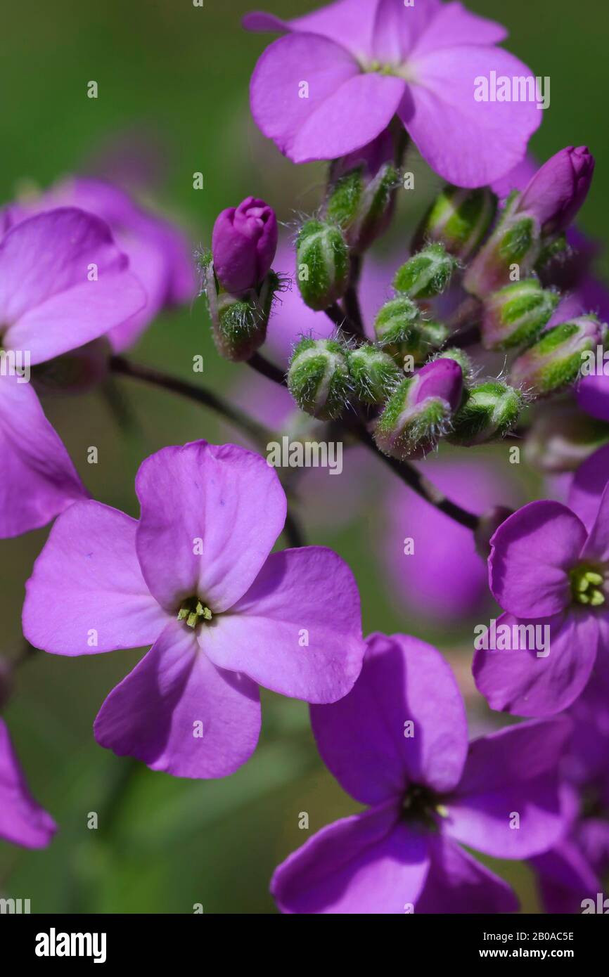Honesty plant hi-res stock photography and images - Alamy