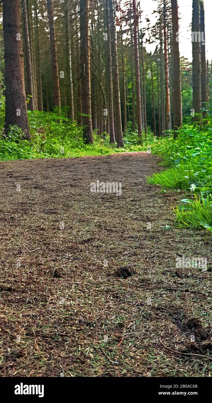 Norway spruce (Picea abies), dead spruces caused by a drought and bark ...