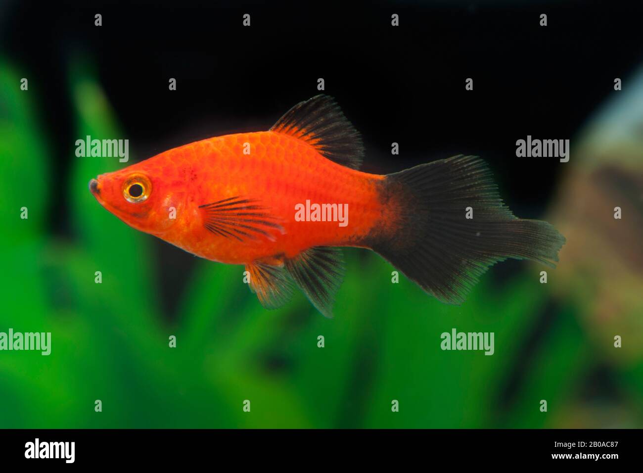 southern platyfish (Xiphophorus maculatus), breeding form Korallenplaty ...